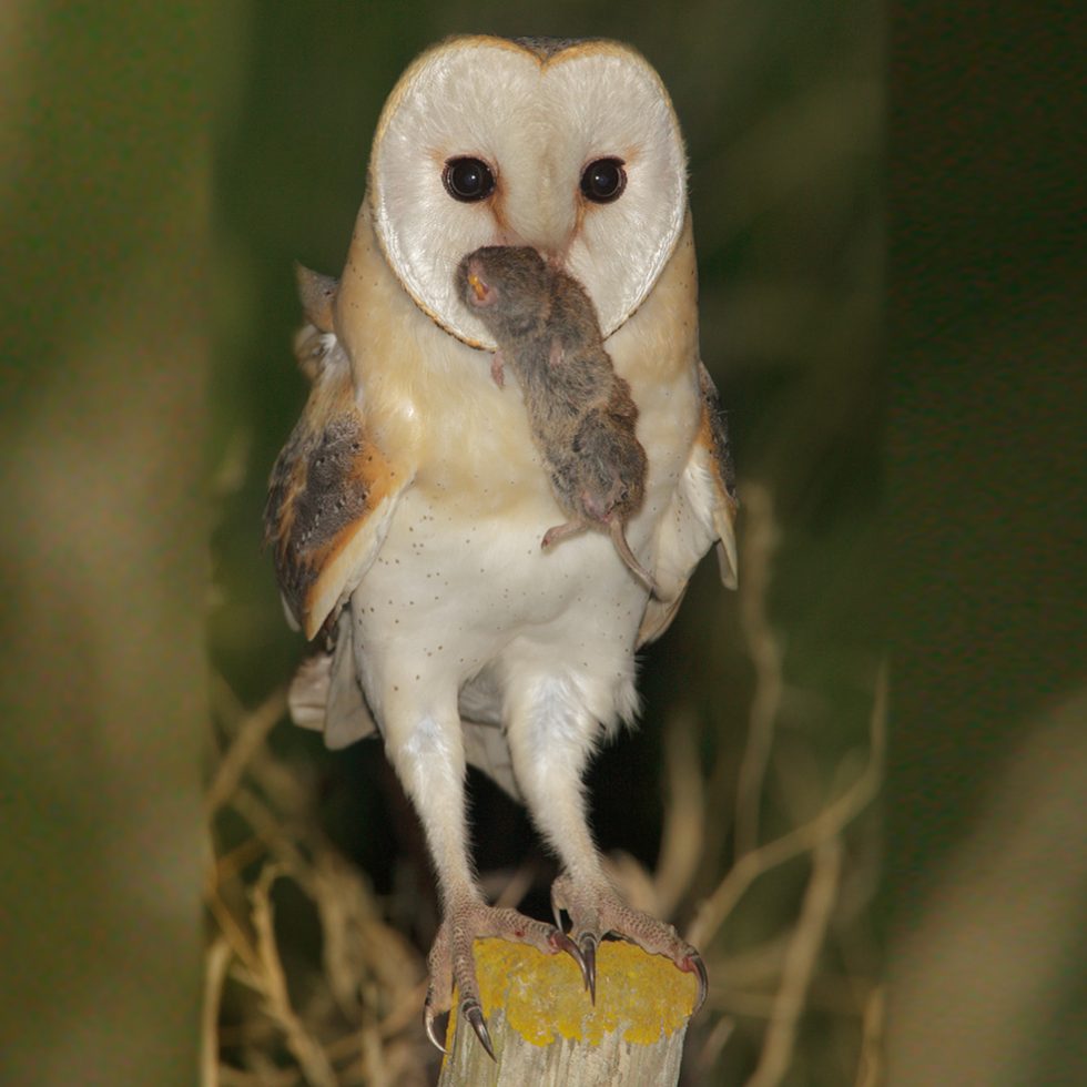 Aves de Rapina Noturnas de Portugal | Ajude-nos a encontrar a coruja ...